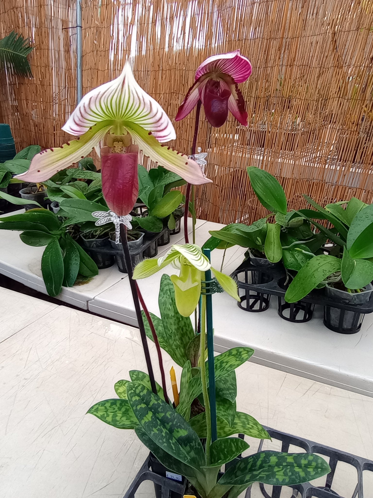 Paph. Supersuk ‘Eureka’ AM/AOS Raisin Pie Hsinying’ – Orchid Alley