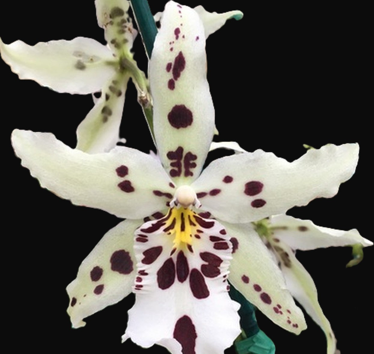Alcra. Snowblind 'Sweet Spots' – Orchid Alley