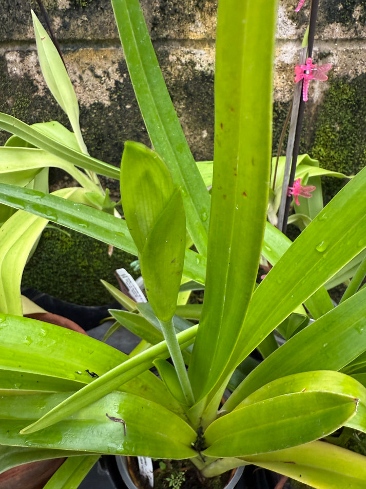 Phrag. Les Landes, (Happy Popow 'Raspberry' x Grande Vista) – Orchid Alley