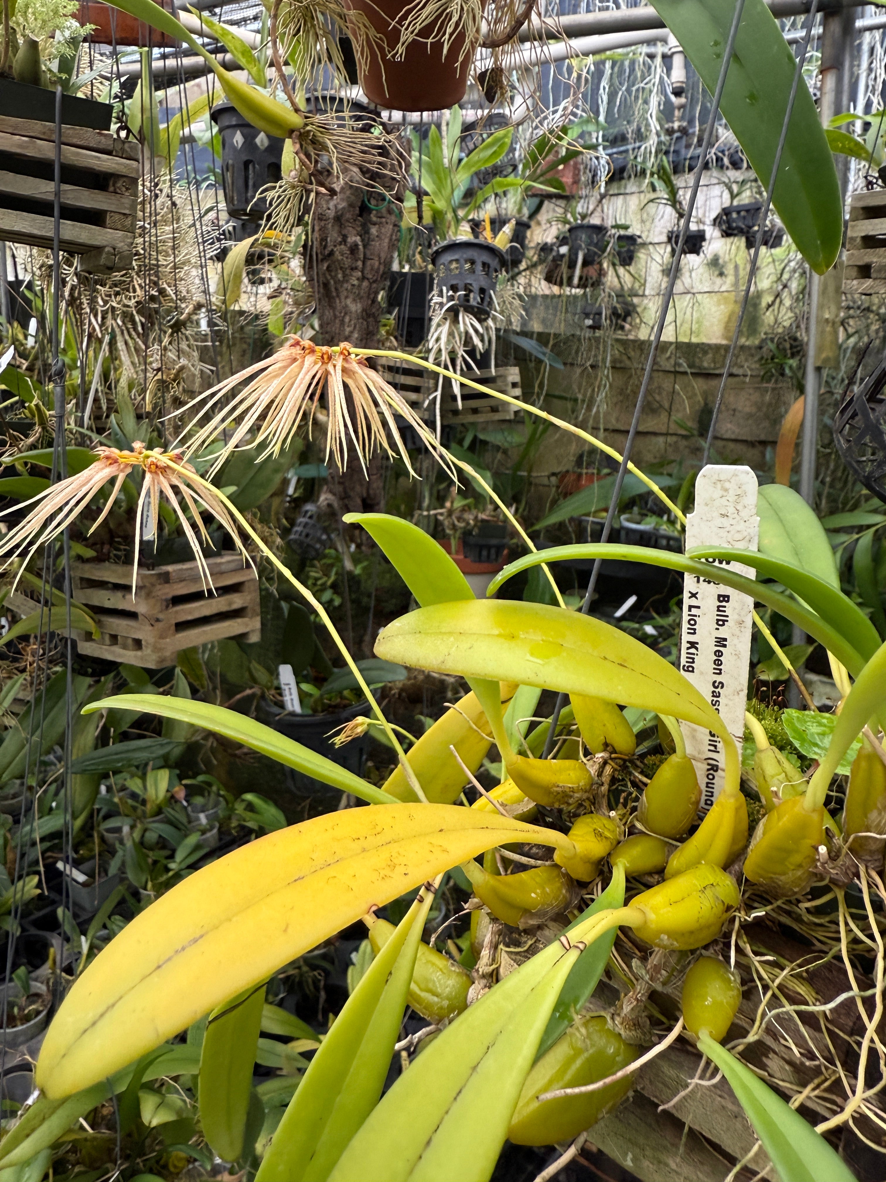 Bulb. Meen Sassy Girl (round) x Lion King – Orchid Alley