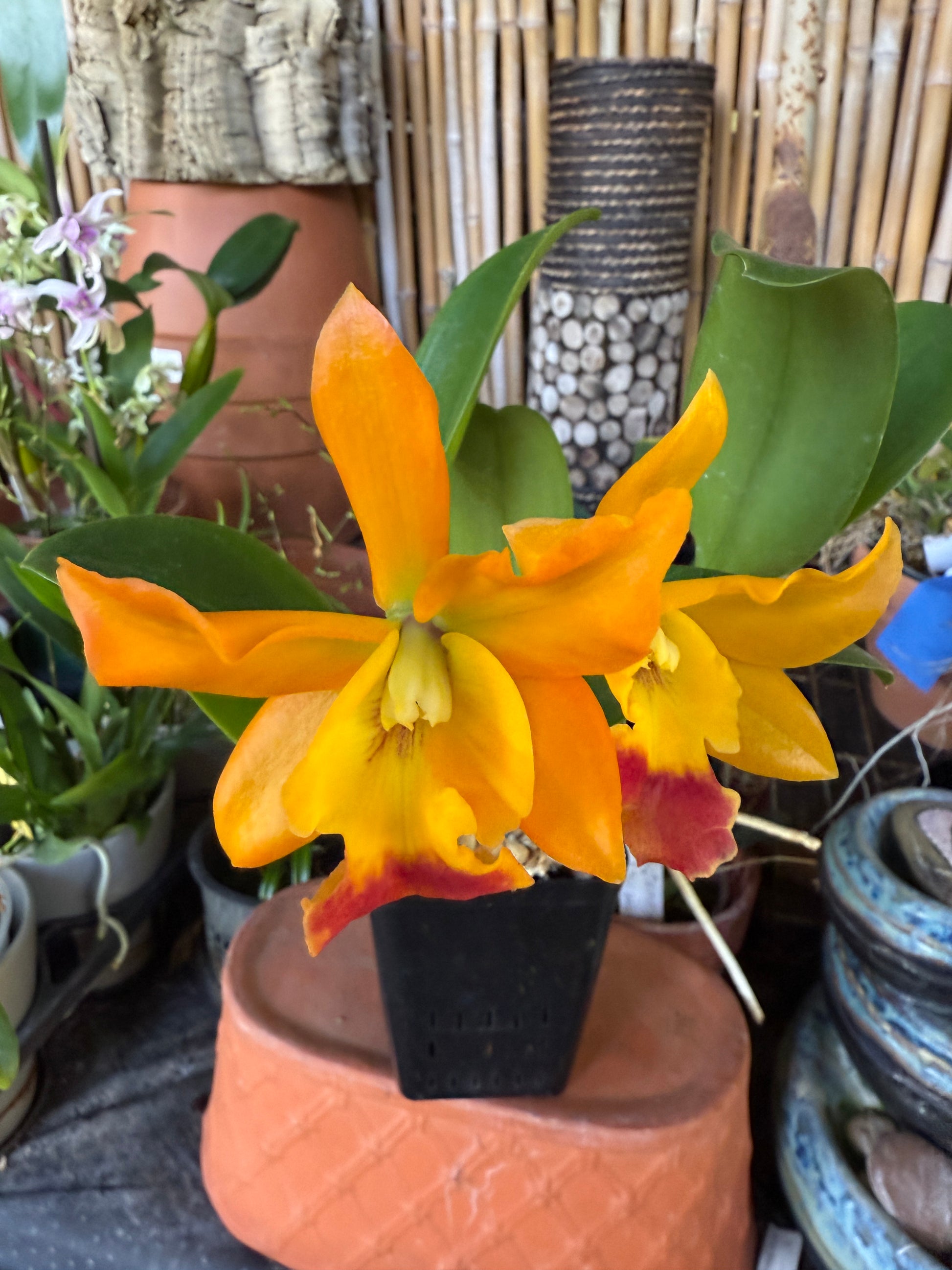 Rth. (Netrasiri Starbright x Kauai Starbright) 'STK' orchid – Orchid Alley
