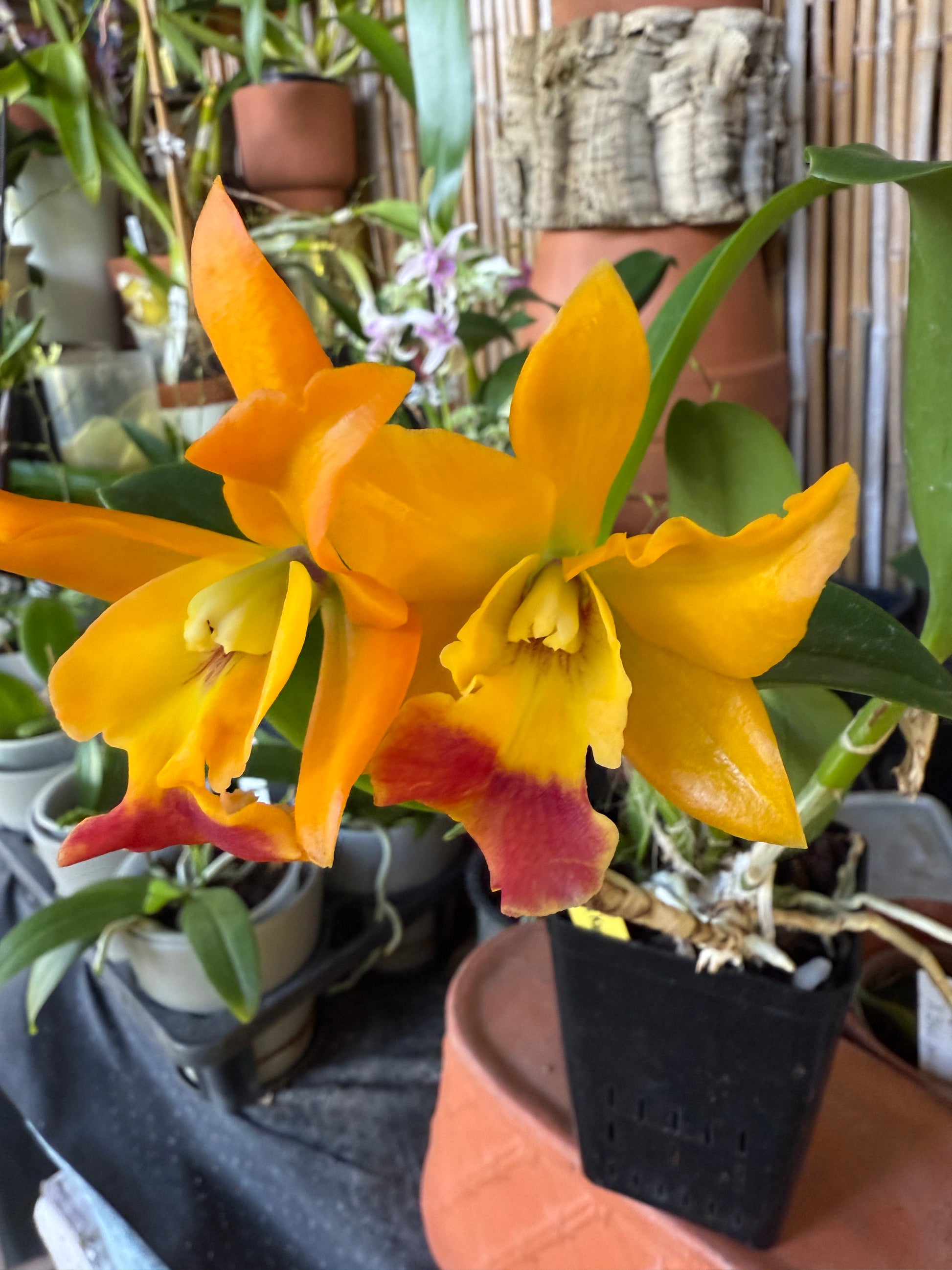 Rth. (Netrasiri Starbright x Kauai Starbright) 'STK' orchid – Orchid Alley