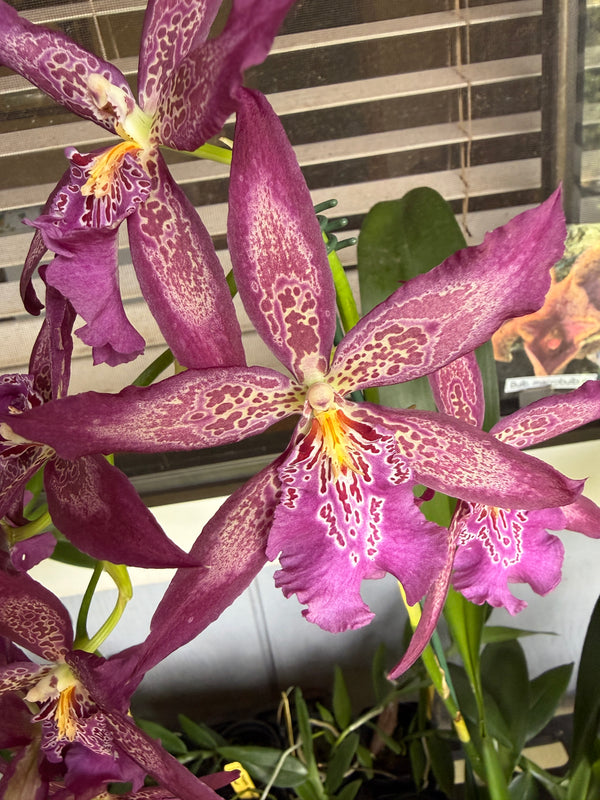 Bllra. Marfitch 'Howard's Dream AM/AOS (The Psychedelic Orchid ...