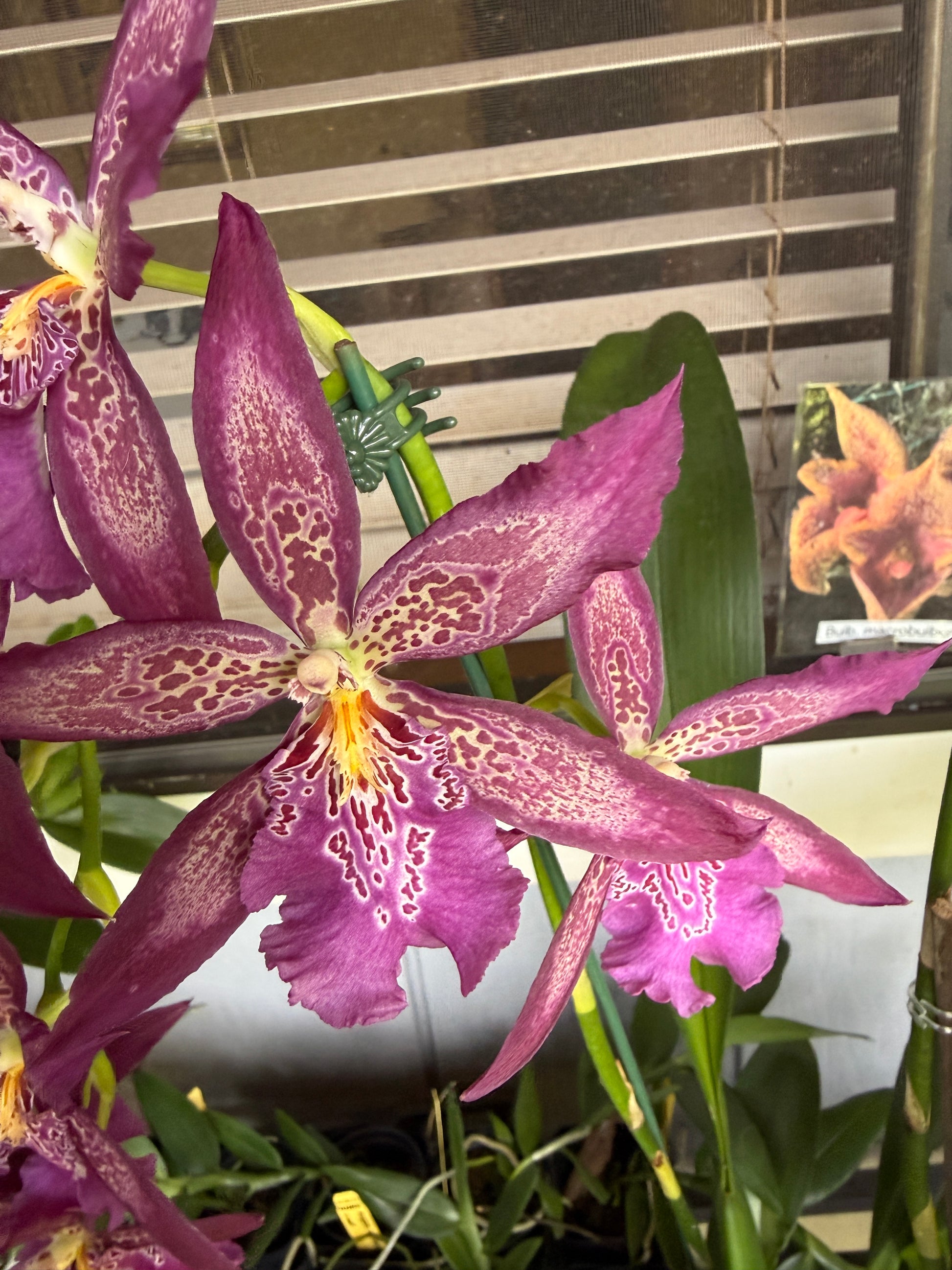 Bllra. Marfitch 'Howard's Dream AM/AOS (The Psychedelic Orchid ...