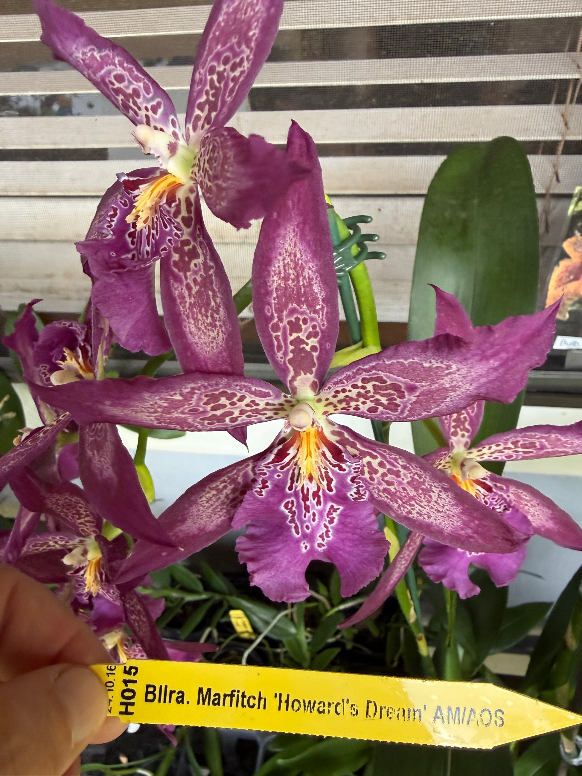 Bllra. Marfitch 'Howard's Dream AM/AOS (The Psychedelic Orchid ...