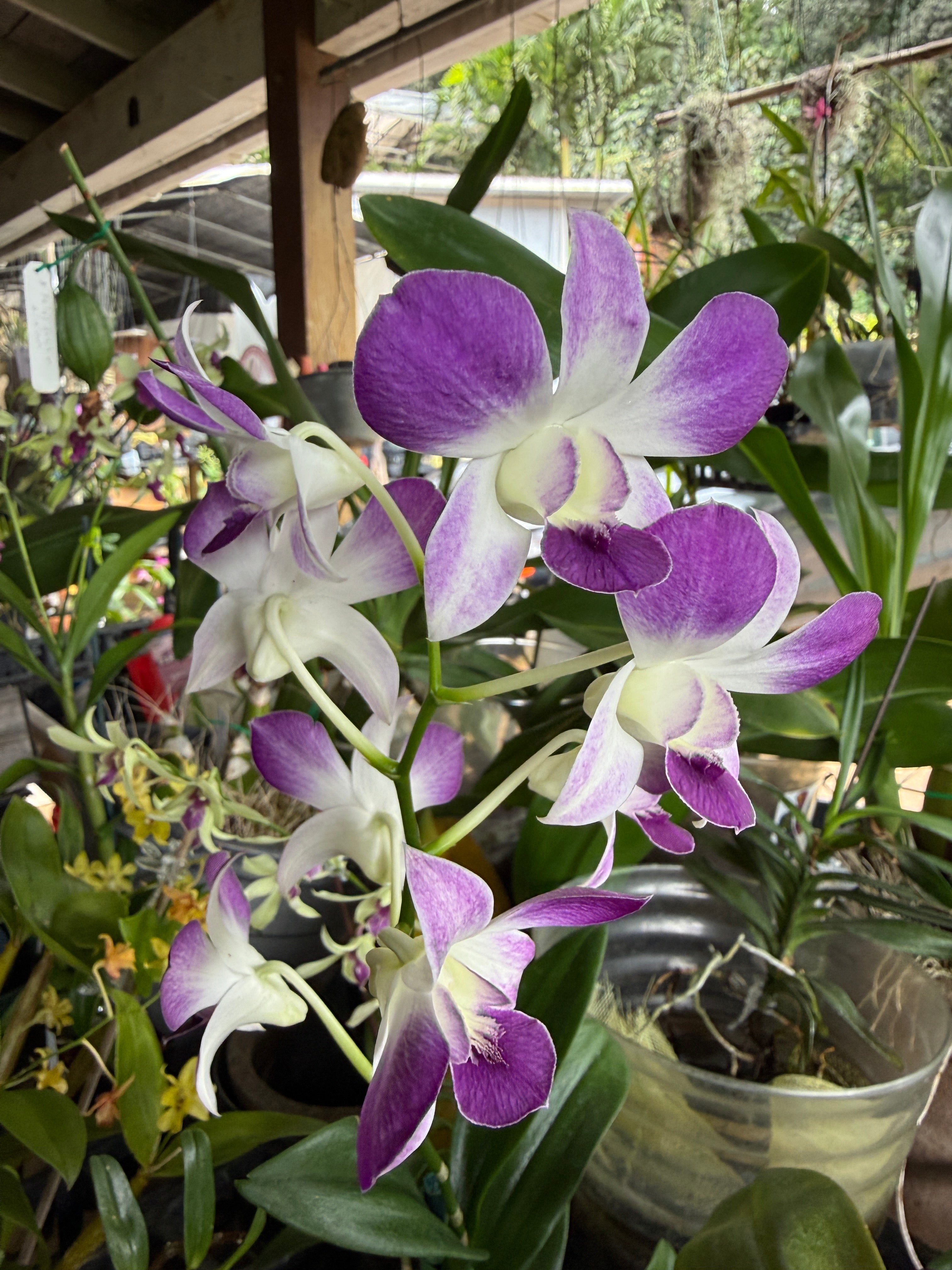Dendrobium Blue Angel orchid – Orchid Alley