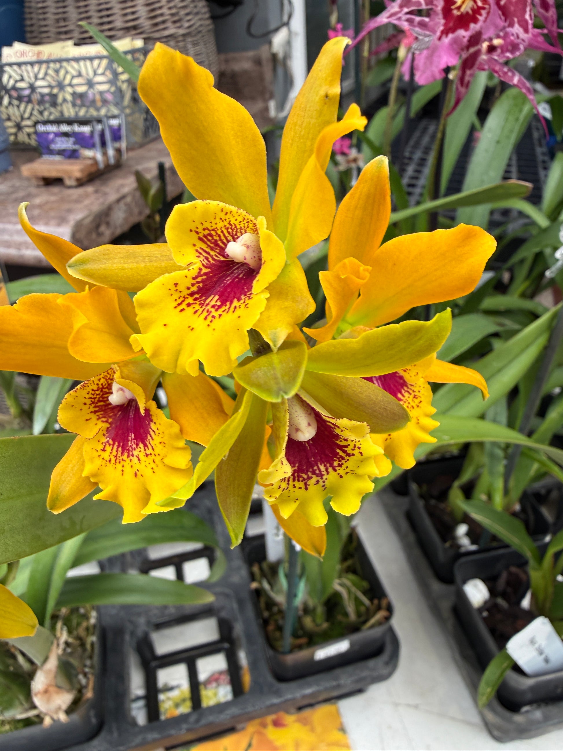 Eny. Jackie Bright 'Hilo Stars' fragrant orchid – Orchid Alley