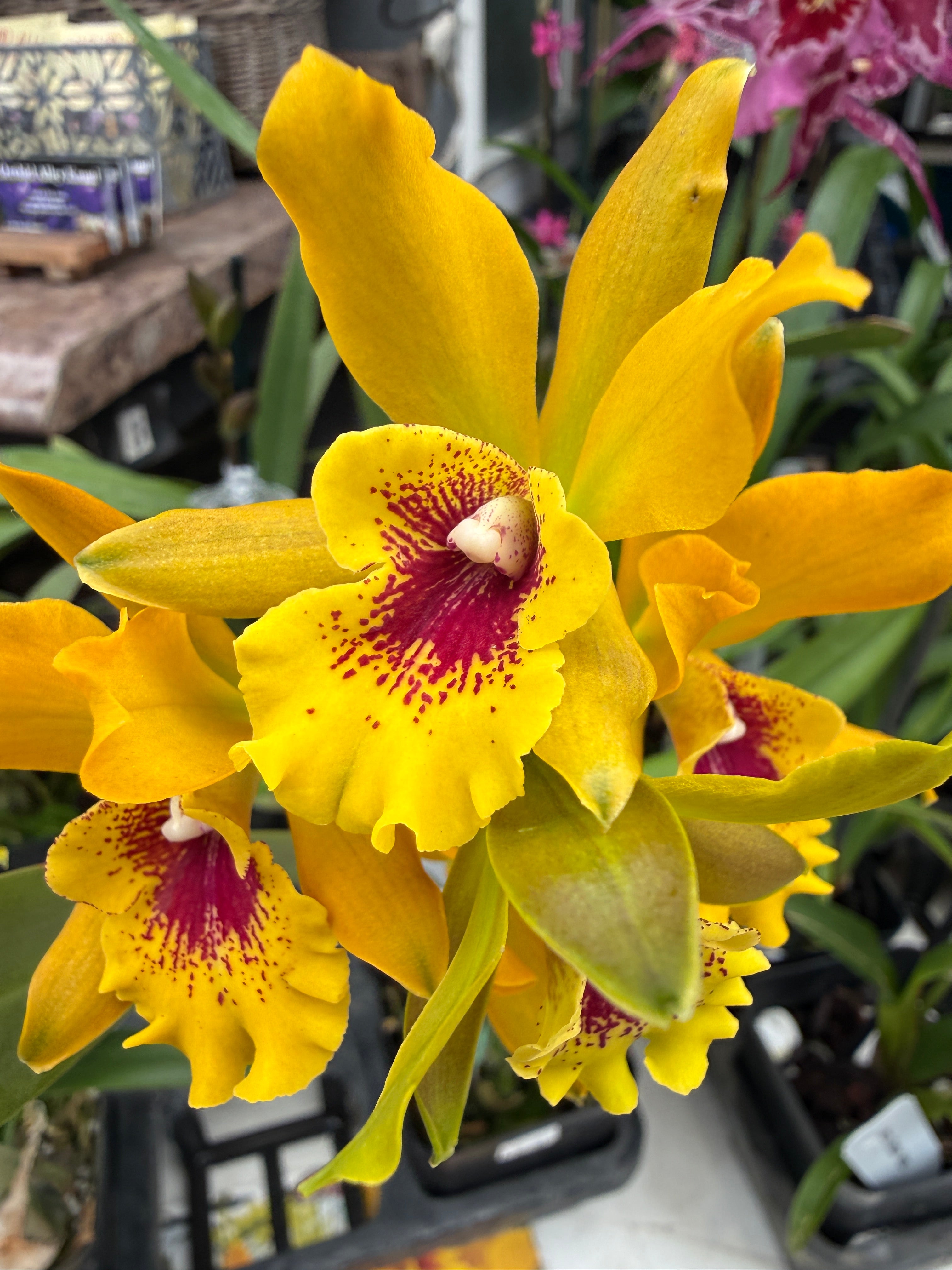 Eny. Jackie Bright 'Hilo Stars' fragrant orchid – Orchid Alley