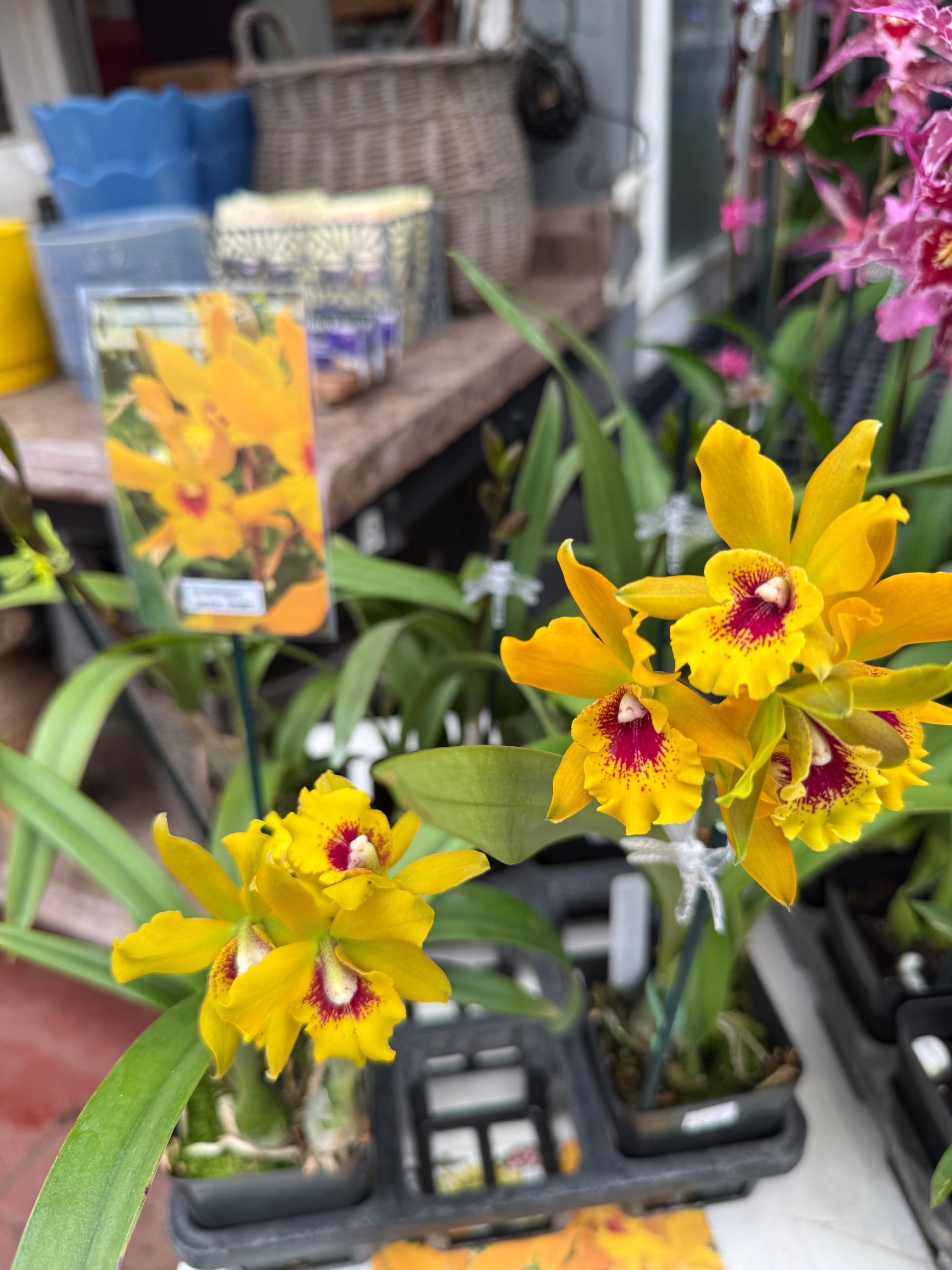 Eny. Jackie Bright 'Hilo Stars' fragrant orchid – Orchid Alley