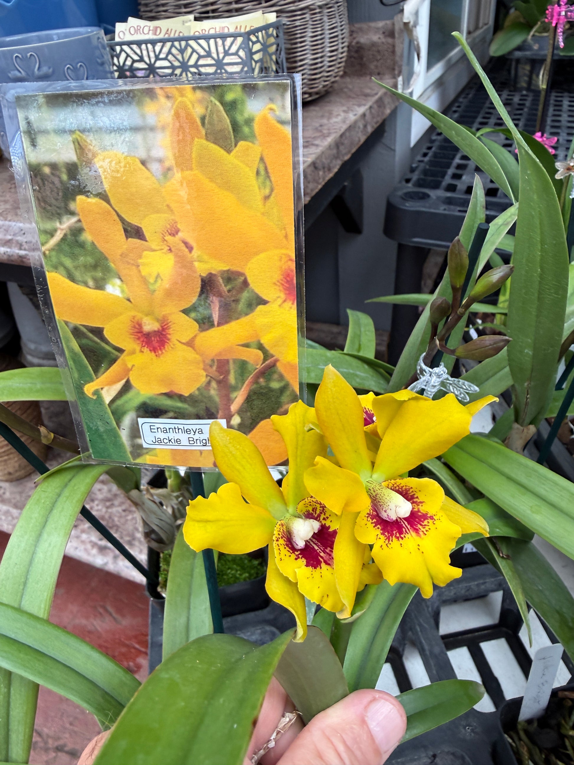 Eny. Jackie Bright 'Hilo Stars' fragrant orchid – Orchid Alley